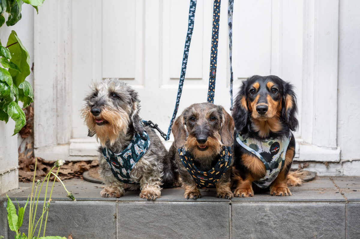 Long Paws creates “funky” designs | Pet Business World