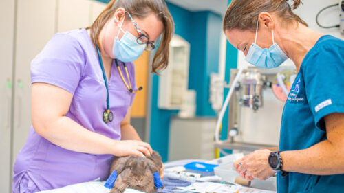 CVS predicts continued strong demand for veterinary services | Pet ...