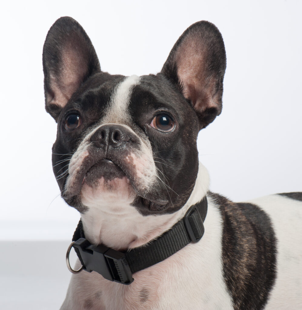 French bulldogs and cockapoos now most popular puppies | Pet Business World