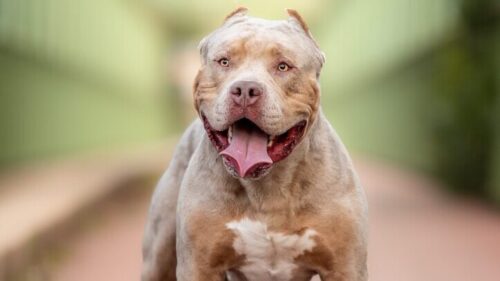 XL bully ban to remain in force after legal challenge fails | Pet ...