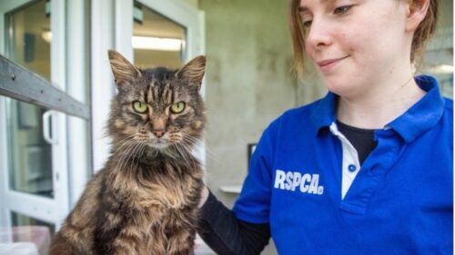 RSPCA calls for more respect for animals | Pet Business World