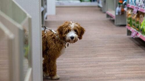 Pets at Home makes progress after transitional year | Pet Business World