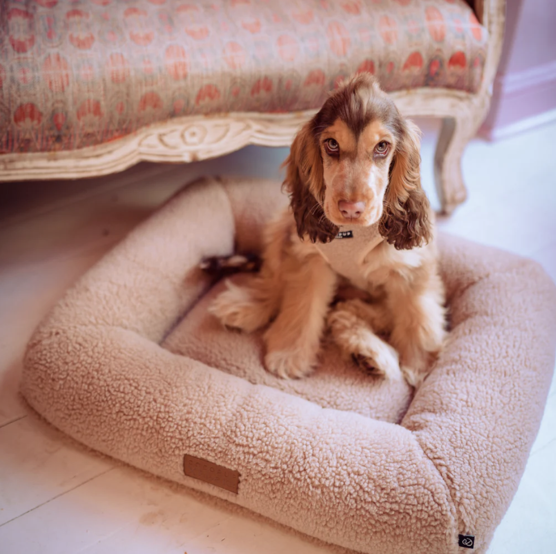Pup & Kit partners with CocoPup for new dog bed | Pet Business World