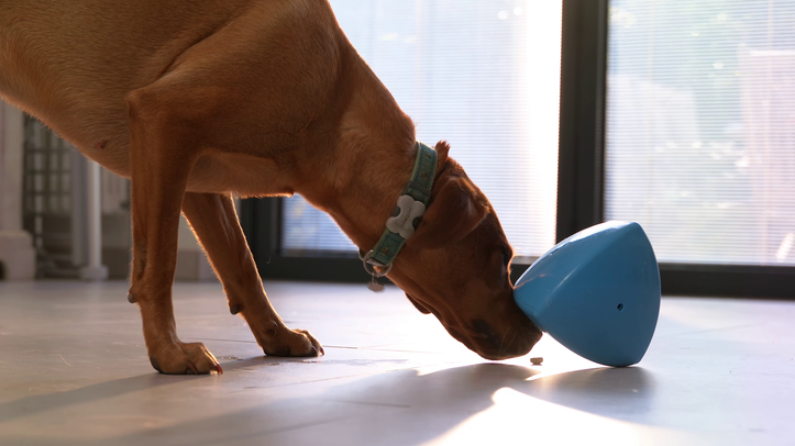 Roolo enrichment toy gains national listing | Pet Business World