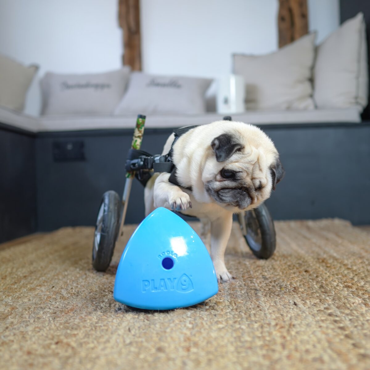 Roolo enrichment toy gains national listing | Pet Business World