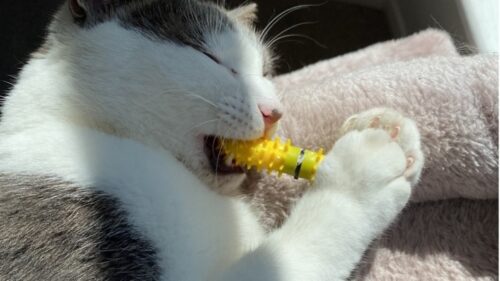 Inventor Cat wins business award for Dental Wand | Pet Business World