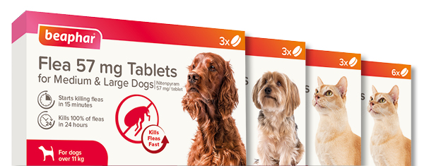New fast-acting flea tablets from Beaphar | Pet Business World