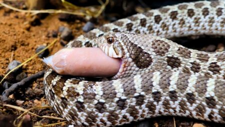 Monkfield Reptile claims breakthrough in reptile nutrition | Pet ...