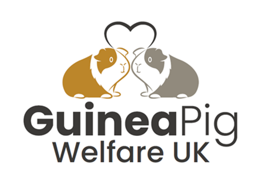 New guinea pig welfare charity created | Pet Business World
