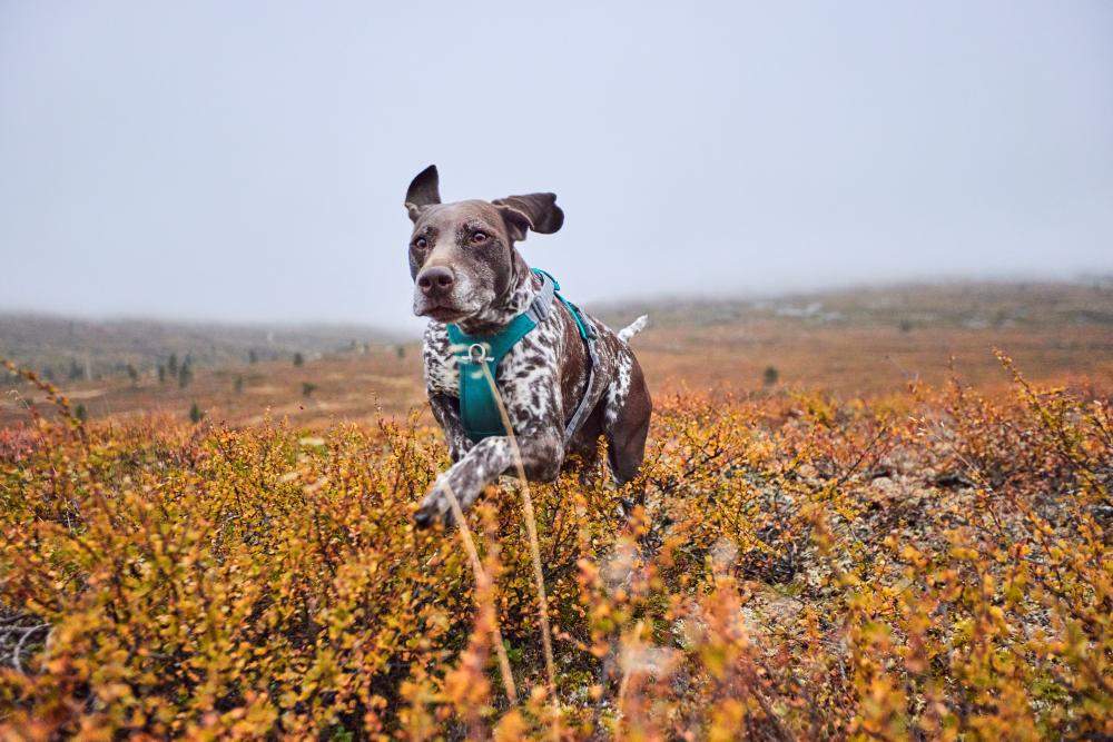 Hurtta Autumn/Winter Collection 2025 now available | Pet Business World