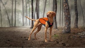 EzyDog launches high visibility Thermax Vest | Pet Business World
