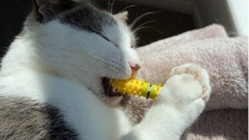 Benelux chain listing for dental wand product | Pet Business World